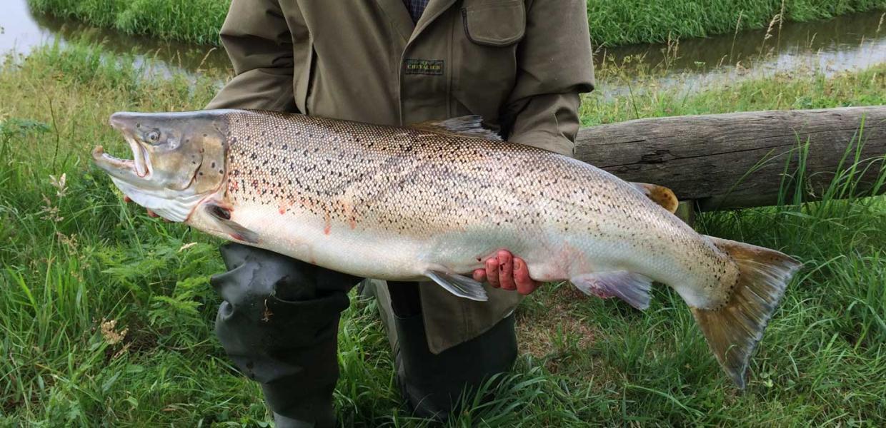 Karup Å | VisitHerning